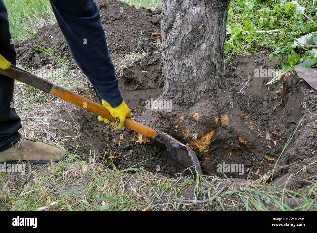 Uprooting an old dry fruit tree in the garden. Large pit with chopped ...