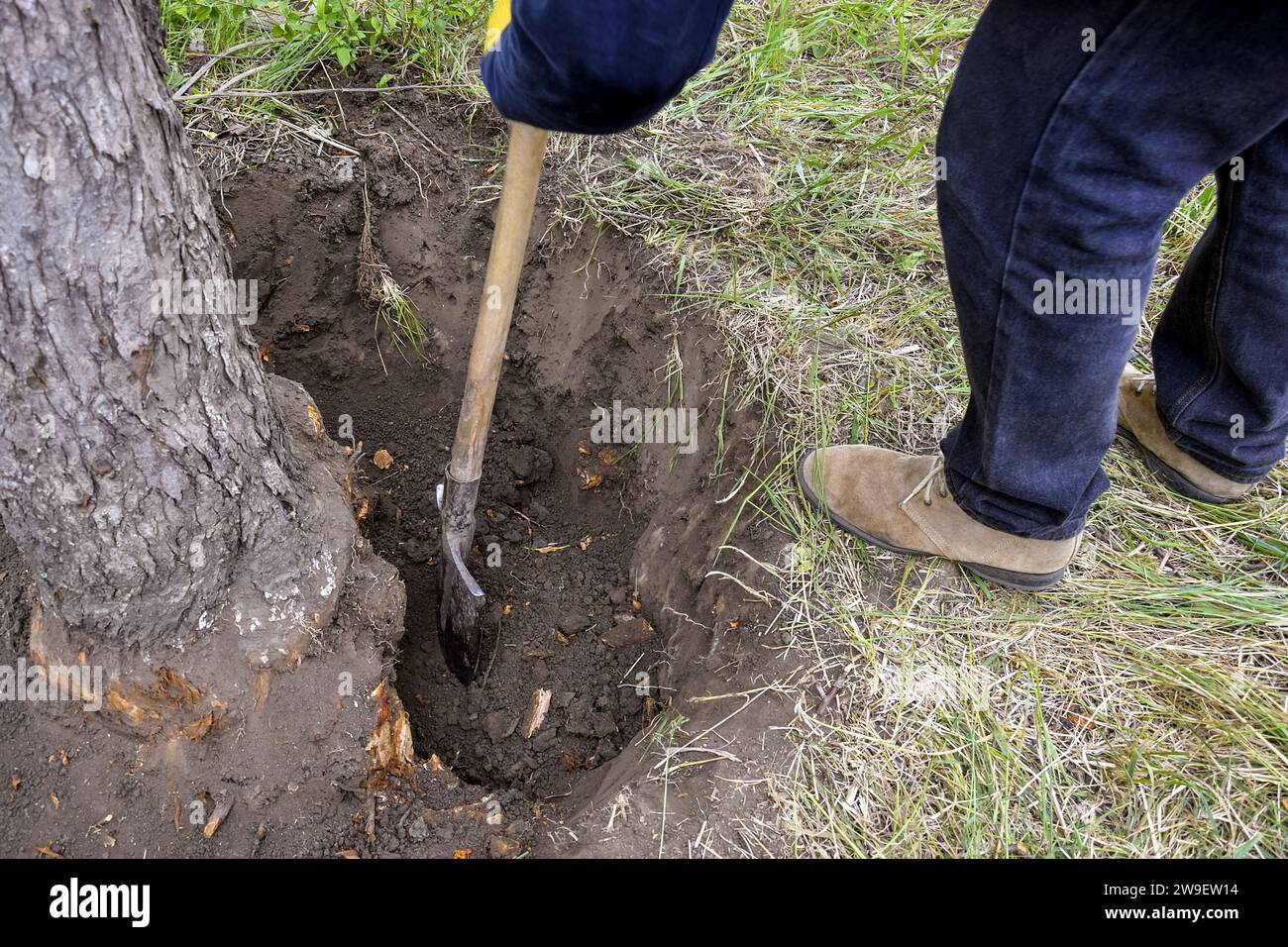 Man uproots old dry fruit tree in the garden. Large pit with chopped ...