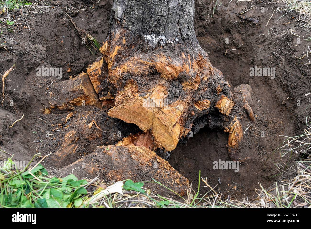 Uprooting old dry fruit tree in garden. Large pit with sawn and chopped ...