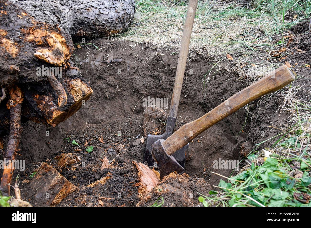 Uprooting old dry fruit tree in garden. Large pit with severed tree ...