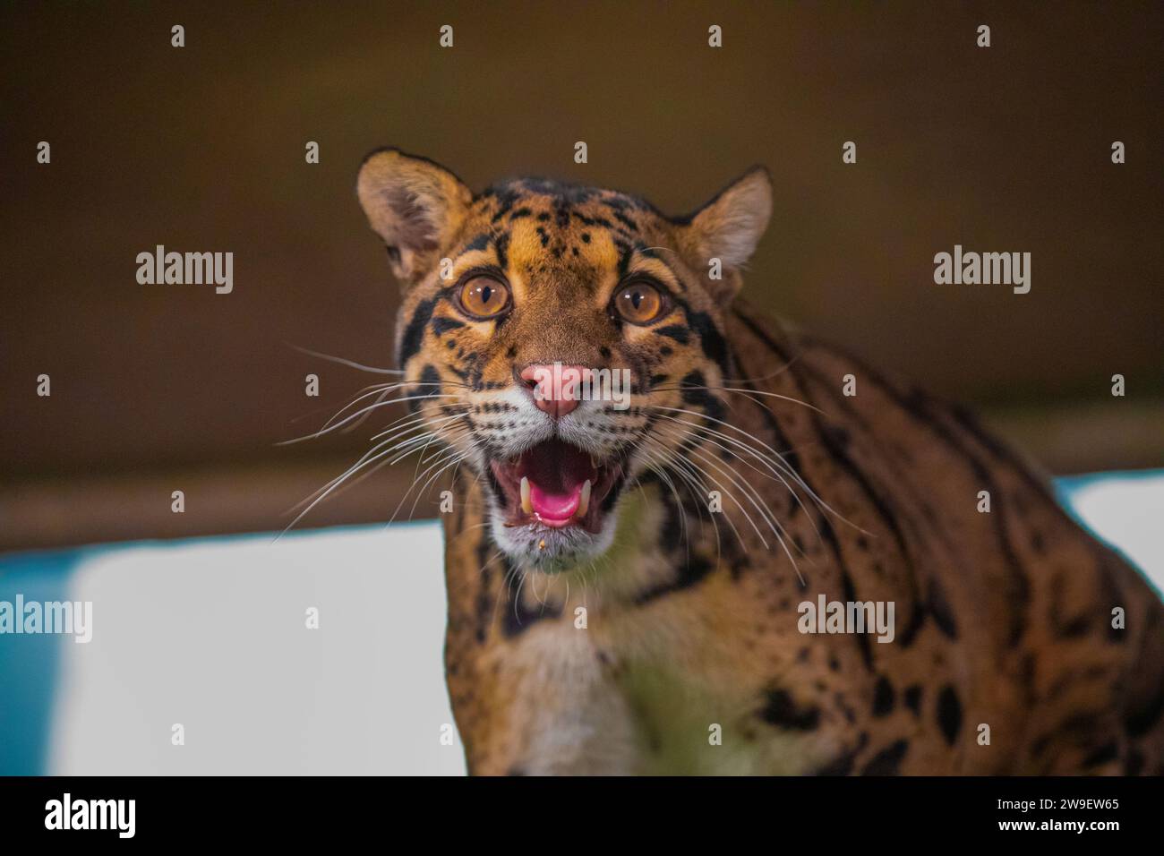 clouded leopard (Neofelis nebulosa) wild cat from Himalayan Southeast ...