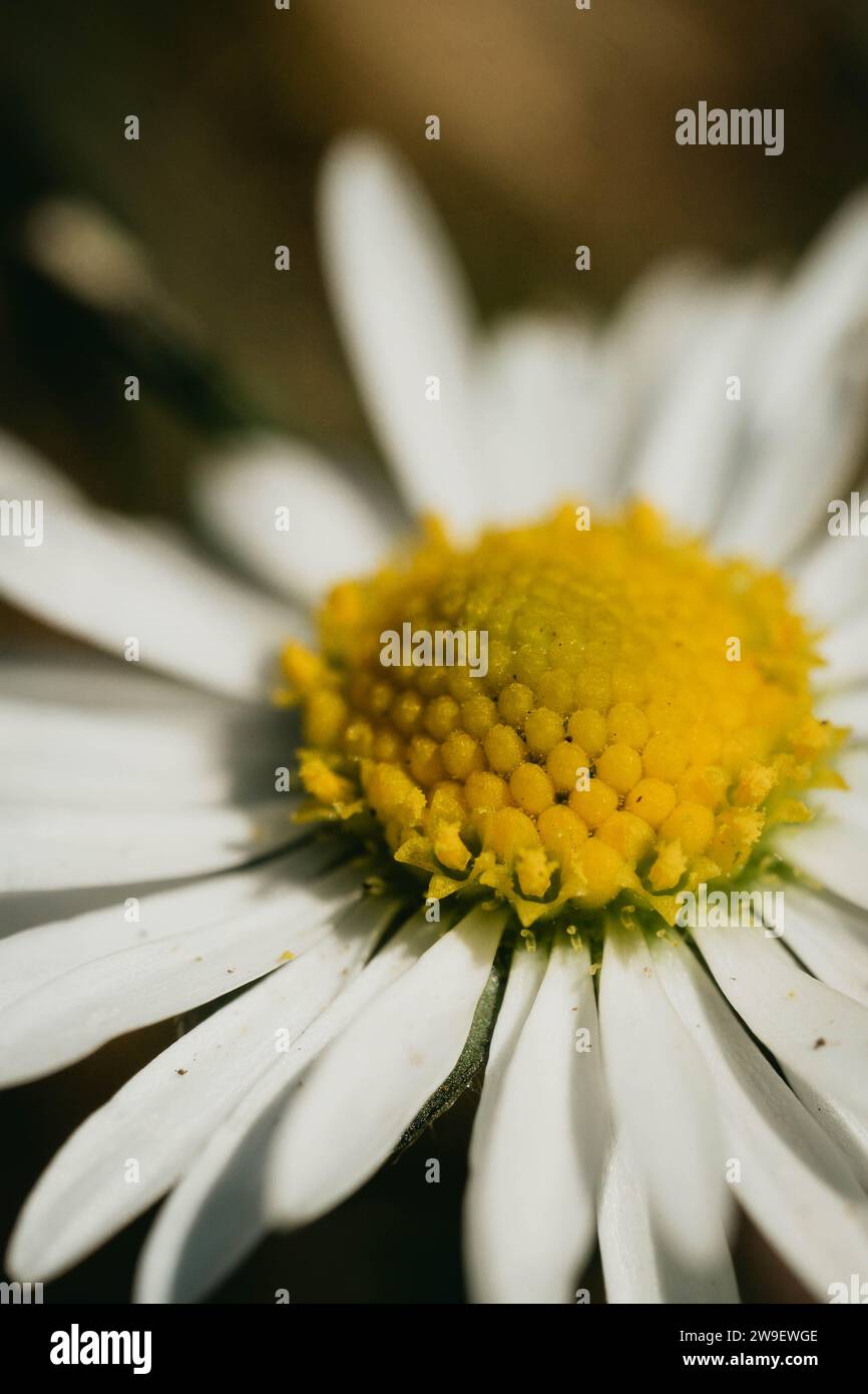 Photogrpahy technique hi-res stock photography and images - Alamy