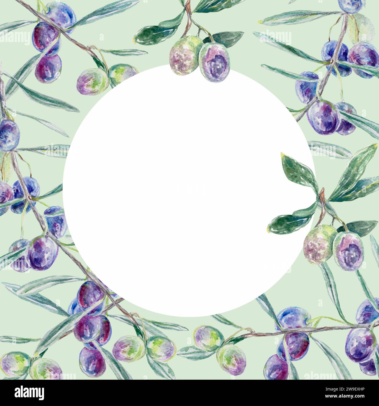 Olive branches, watercolor. Template for inserting text. Food labels ...