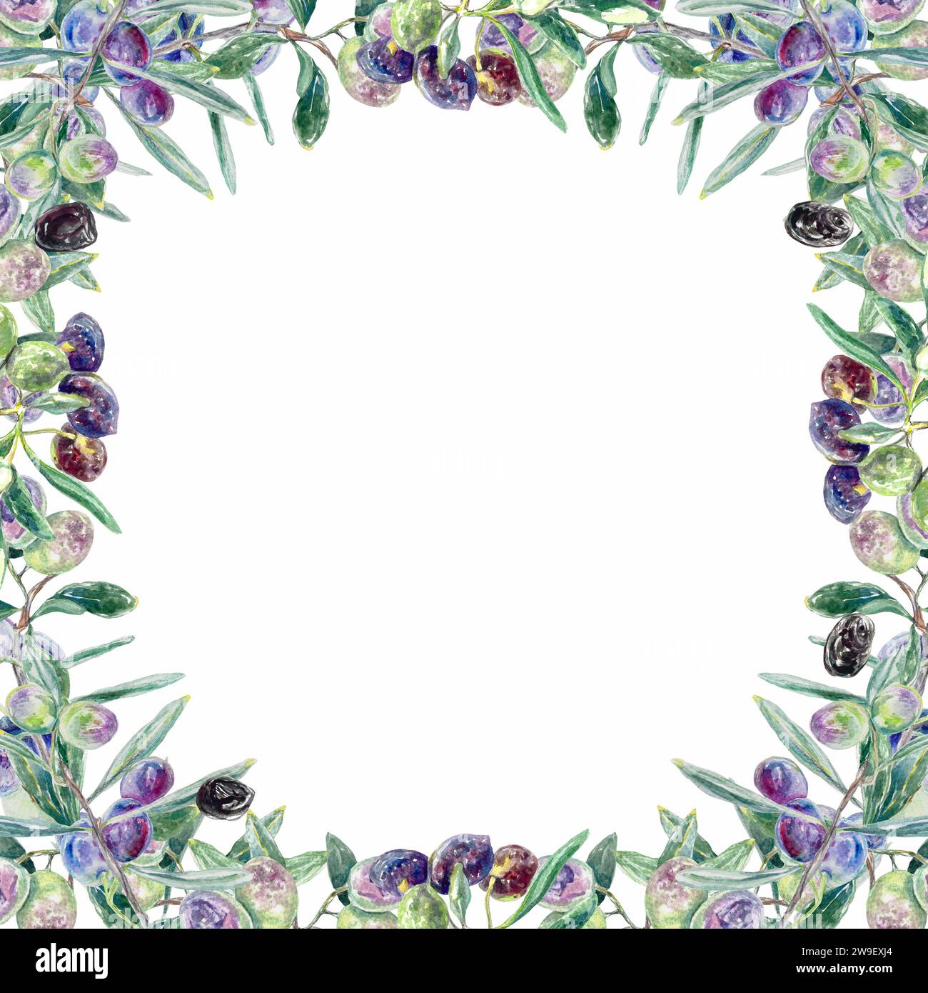 Olive frame watercolor. Botanical illustration isolated on white ...