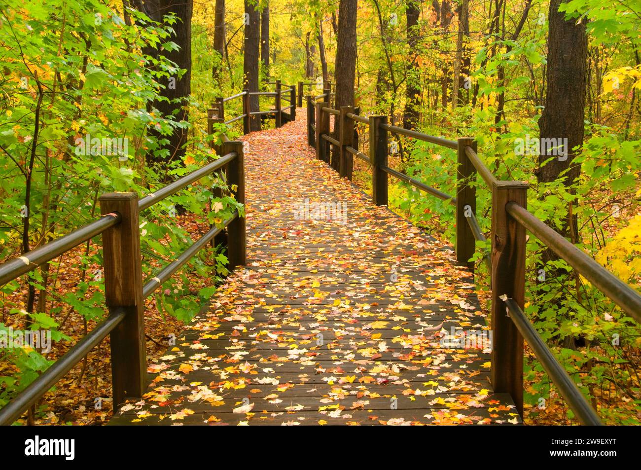Forest boardwalk, Wolcott Park, West Hartford, Connecticut Stock Photo ...