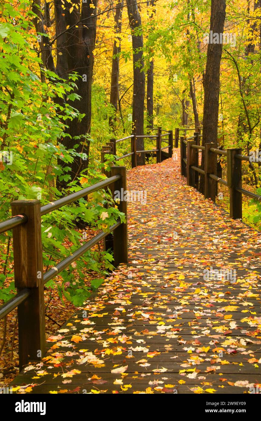 Forest boardwalk, Wolcott Park, West Hartford, Connecticut Stock Photo ...