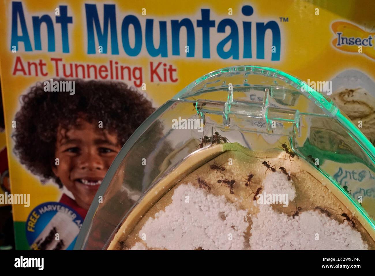 Live ants work in Ant Mountain, by Insect Lore, an ant tunneling kit ...