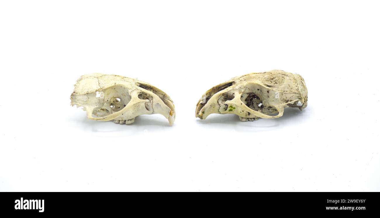 Mouse fossil Cut Out Stock Images & Pictures - Alamy