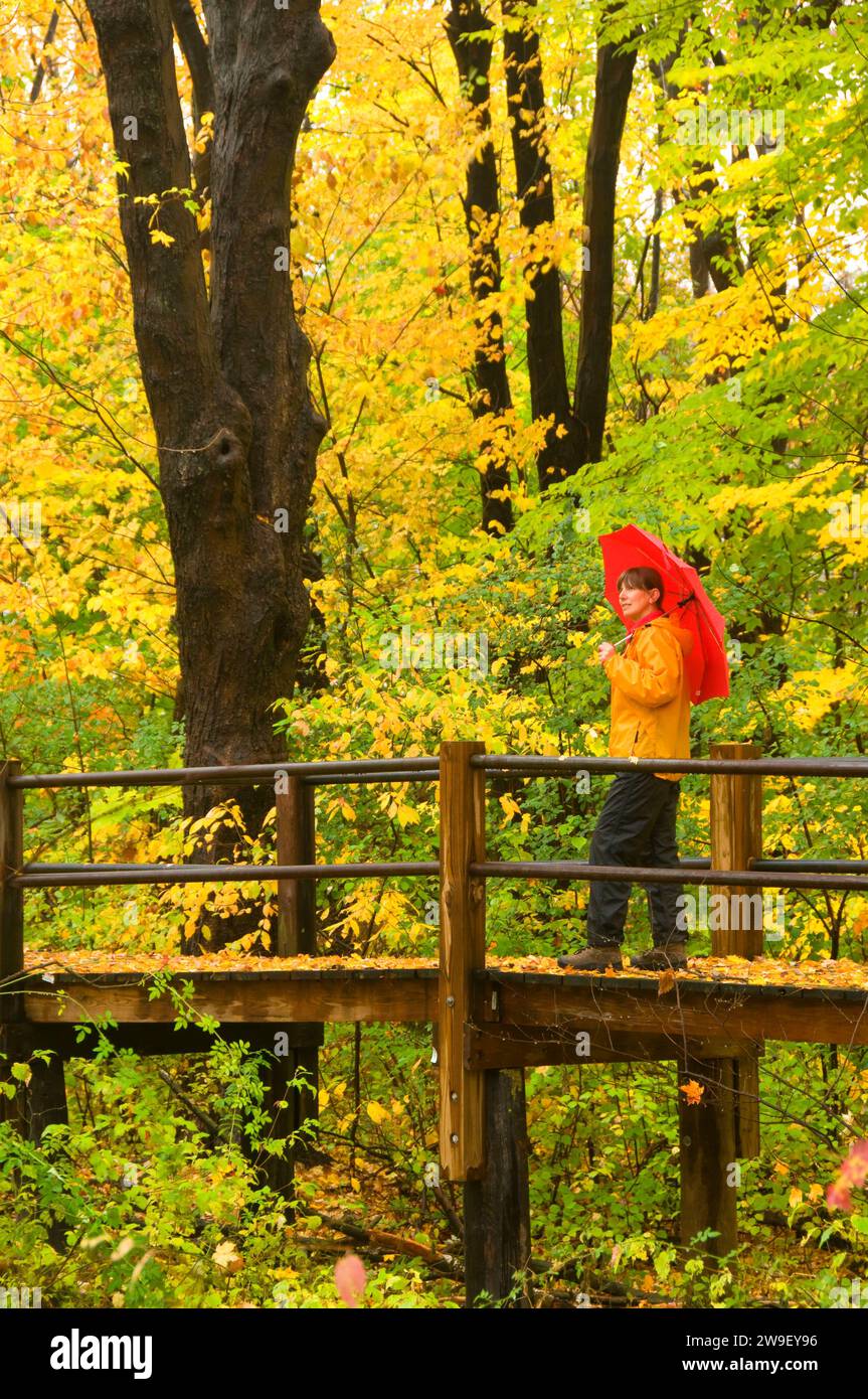 Forest boardwalk, Wolcott Park, West Hartford, Connecticut Stock Photo ...