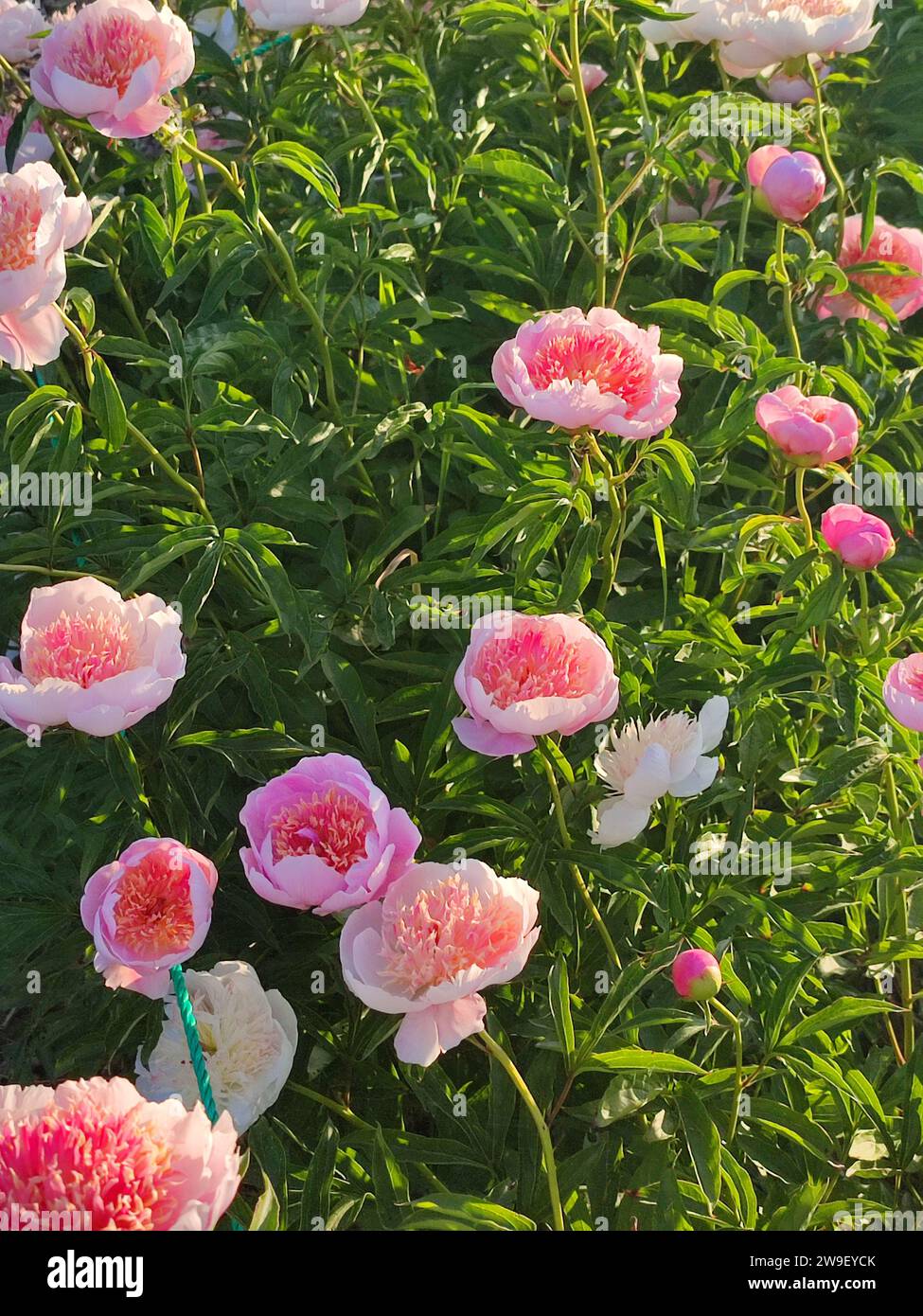 Large big peony flower with large petals of pink crimson red color with ...