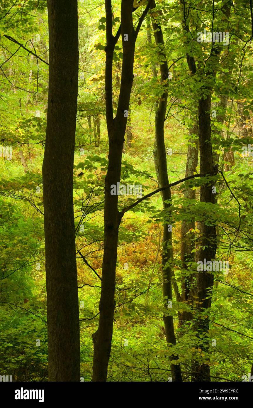 Eastern deciduous forest hi-res stock photography and images - Alamy