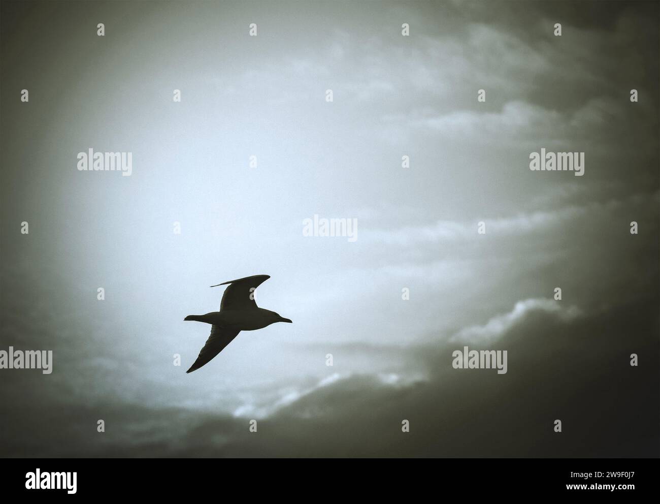 seagull lone bird flying in dramatic cloudy sky, monochrome Stock Photo ...