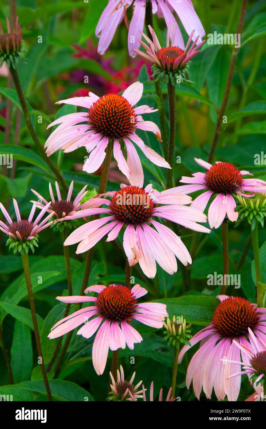 Cone flower at the Butterfly Garden, Major Michael Donnelly Land ...