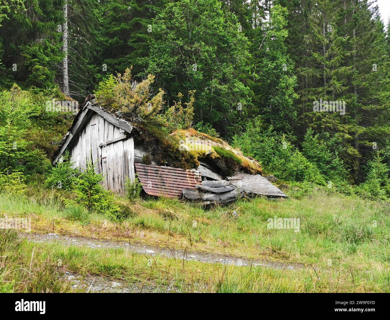 A weathered wooden shack nestled among lush, verdant trees in a remote ...