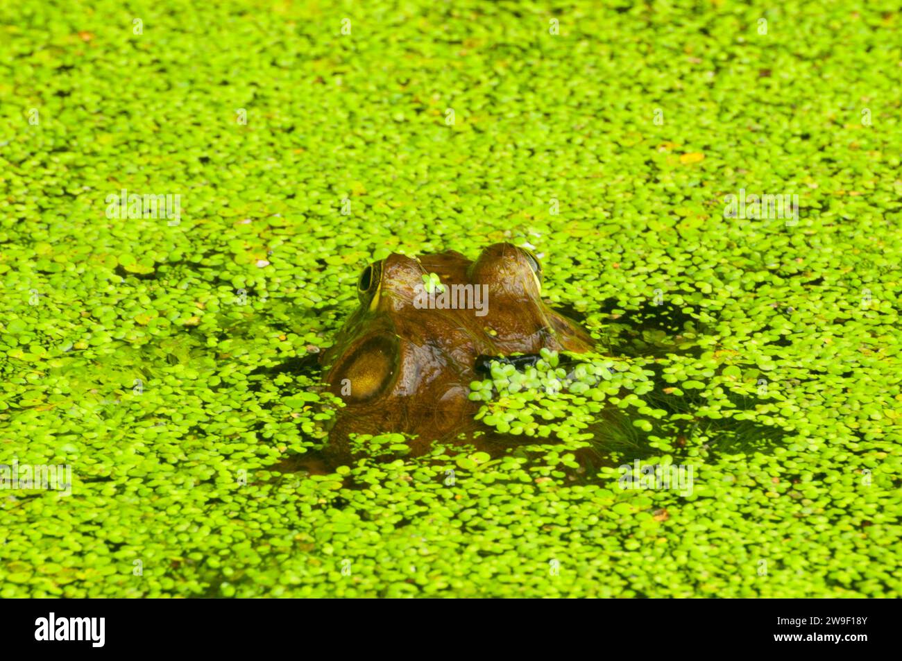 Frog in duckweed hi-res stock photography and images - Alamy