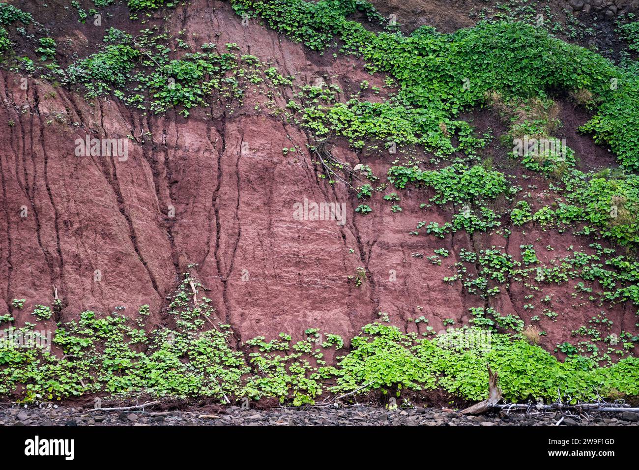 Steep eroded slope on the side of Partridge Island near Parrsboro, Nova ...