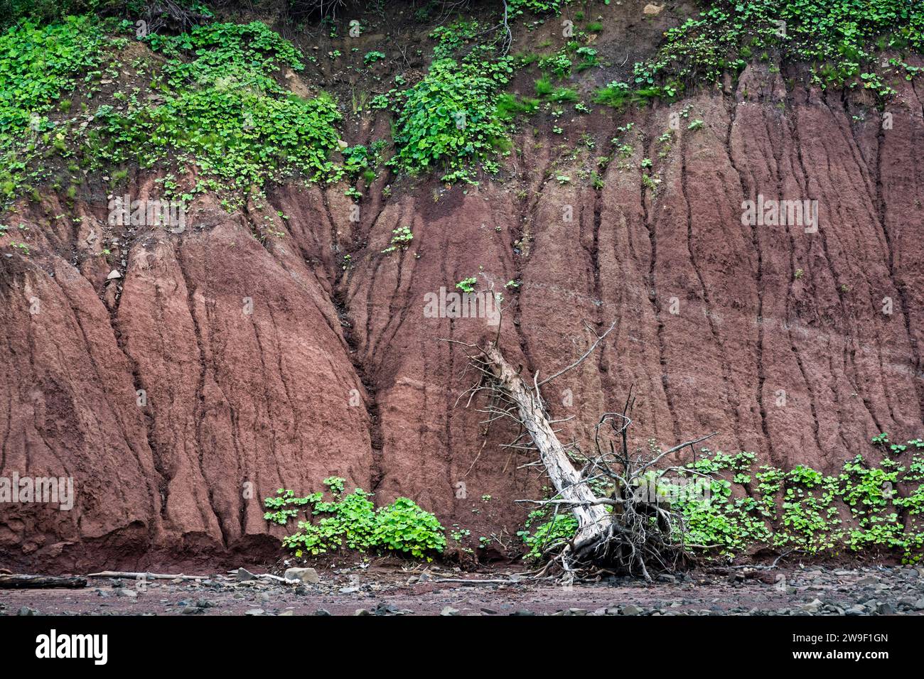 Steep eroded slope on the side of Partridge Island near Parrsboro, Nova ...