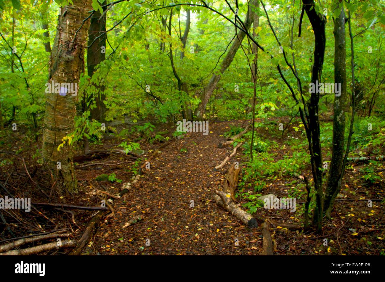 Hiking trail, Roaring Brook Nature Center, Connecticut Stock Photo - Alamy