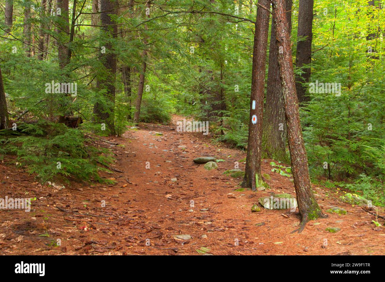 Robert Ross Trail, Peoples State Forest, Connecticut Stock Photo - Alamy