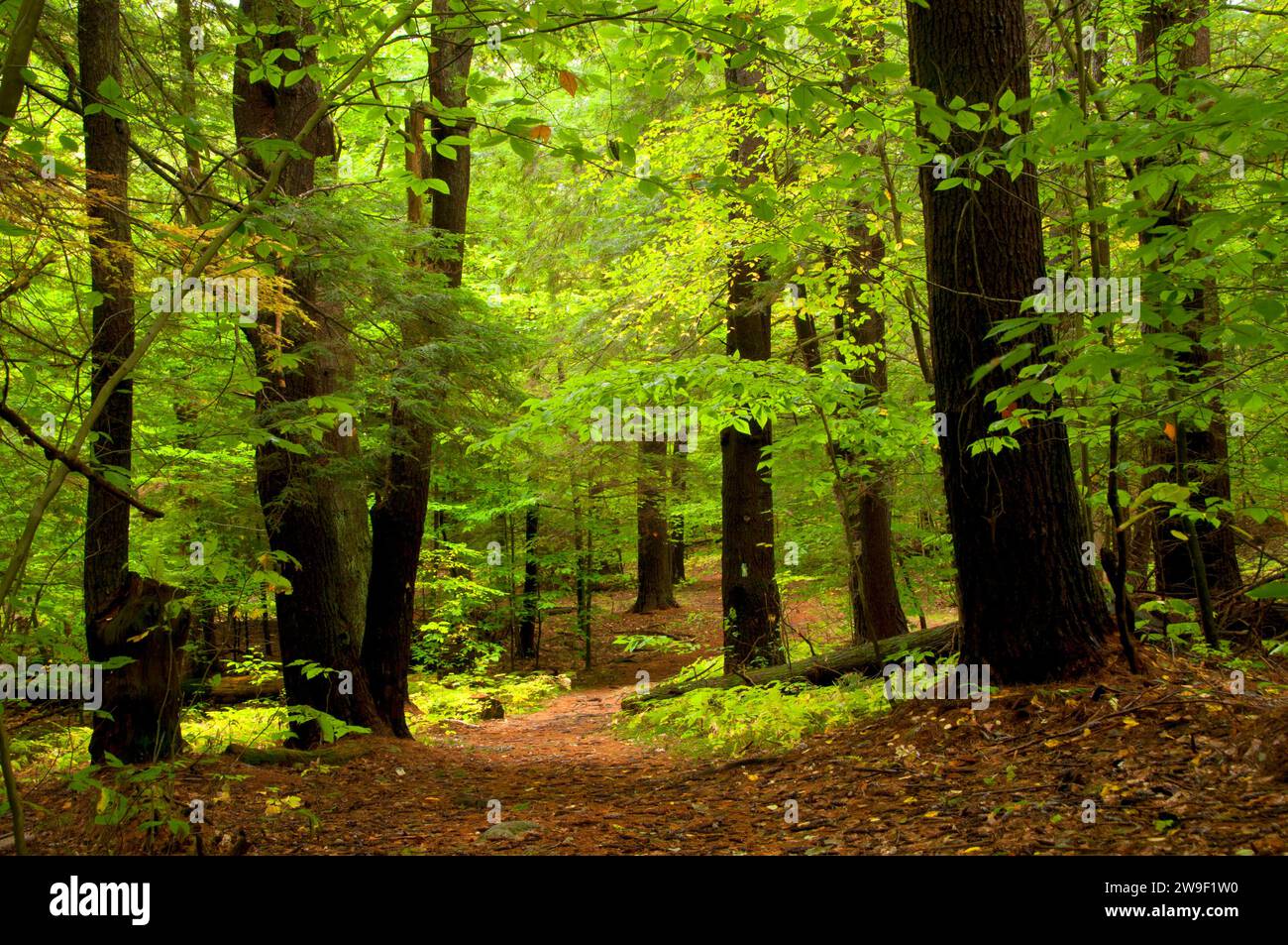Hiking trail, Peoples State Forest, Connecticut Stock Photo - Alamy