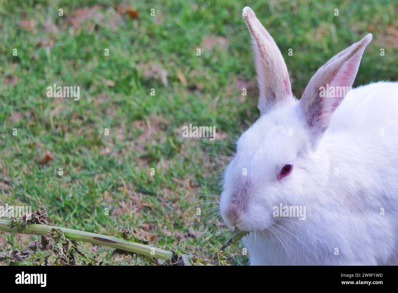 Big easter bunny hi-res stock photography and images - Alamy