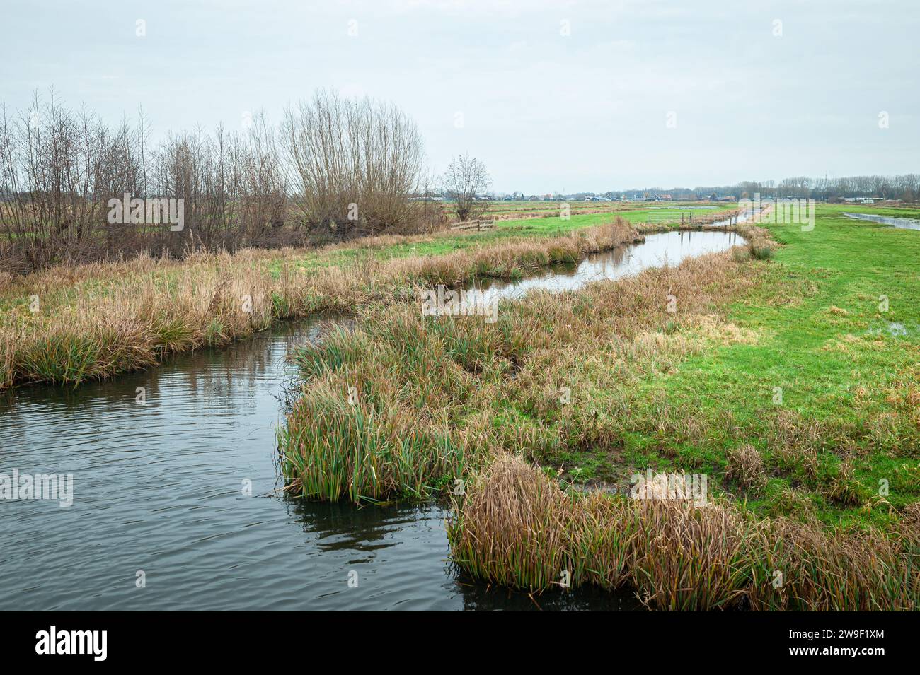 Grassland, shrubs and water in the Dutch landscape in Polder ...