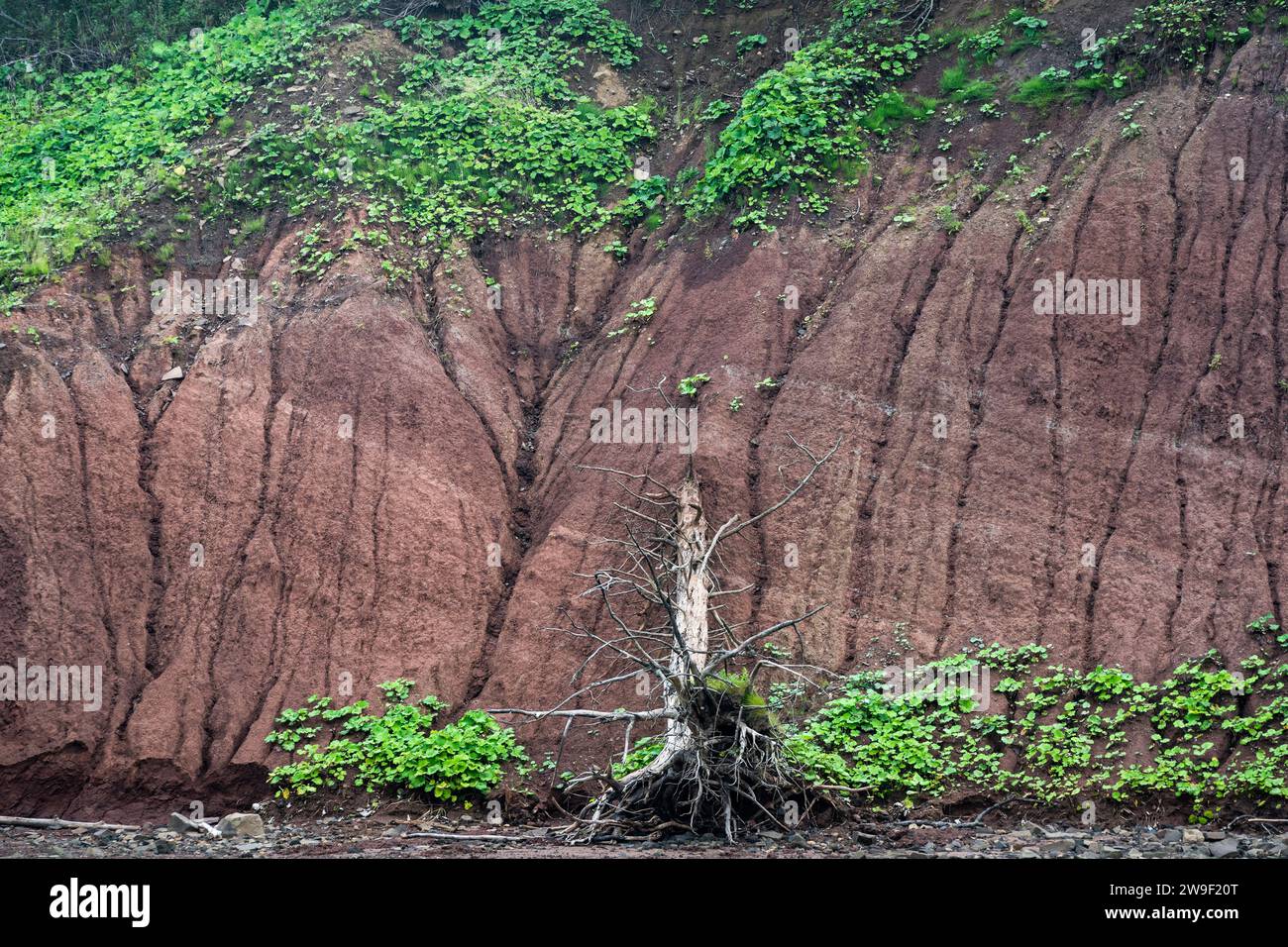 Steep eroded slope on the side of Partridge Island near Parrsboro, Nova ...