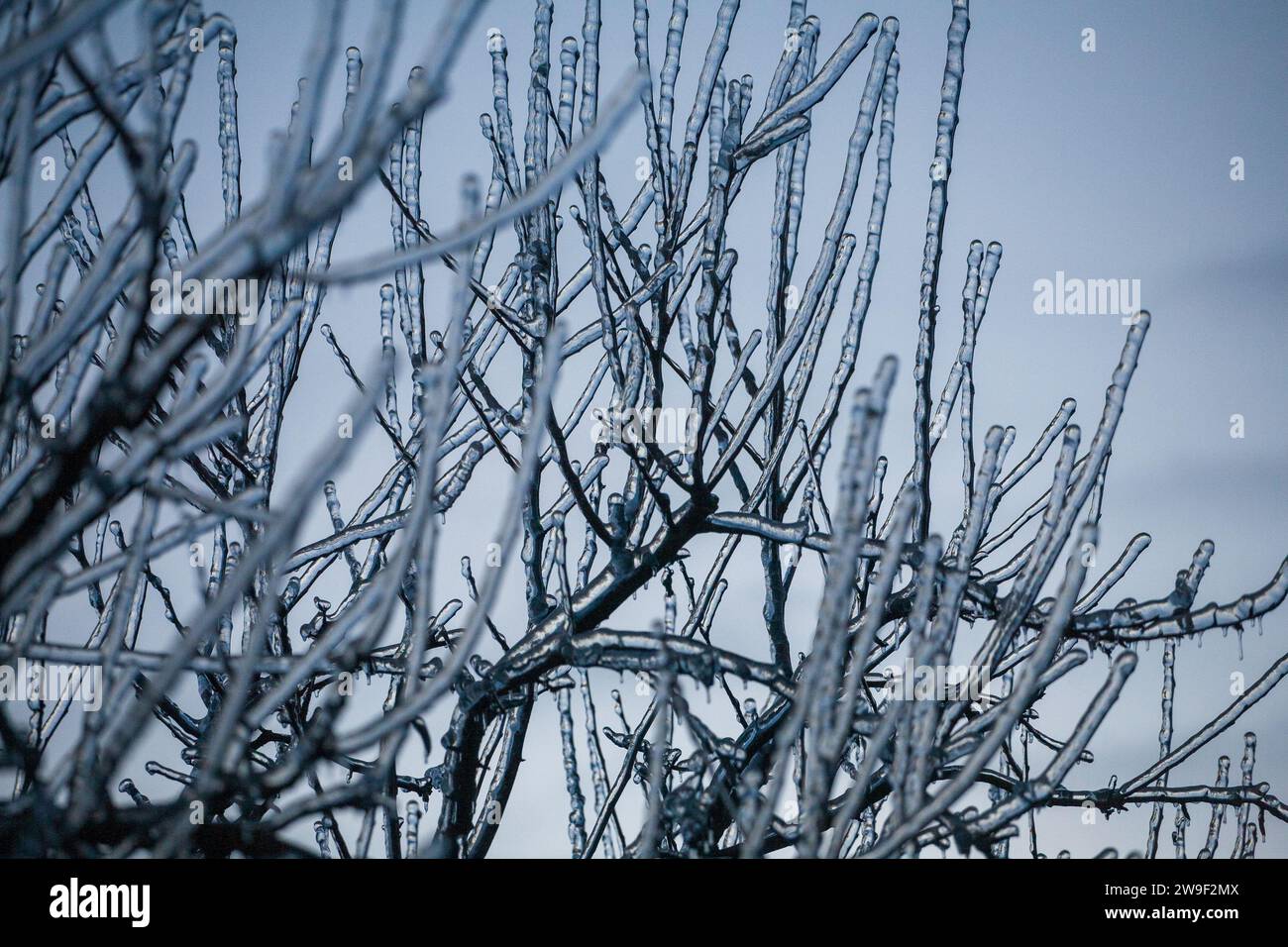Icing in the world of branch with long green needles covered with a ...