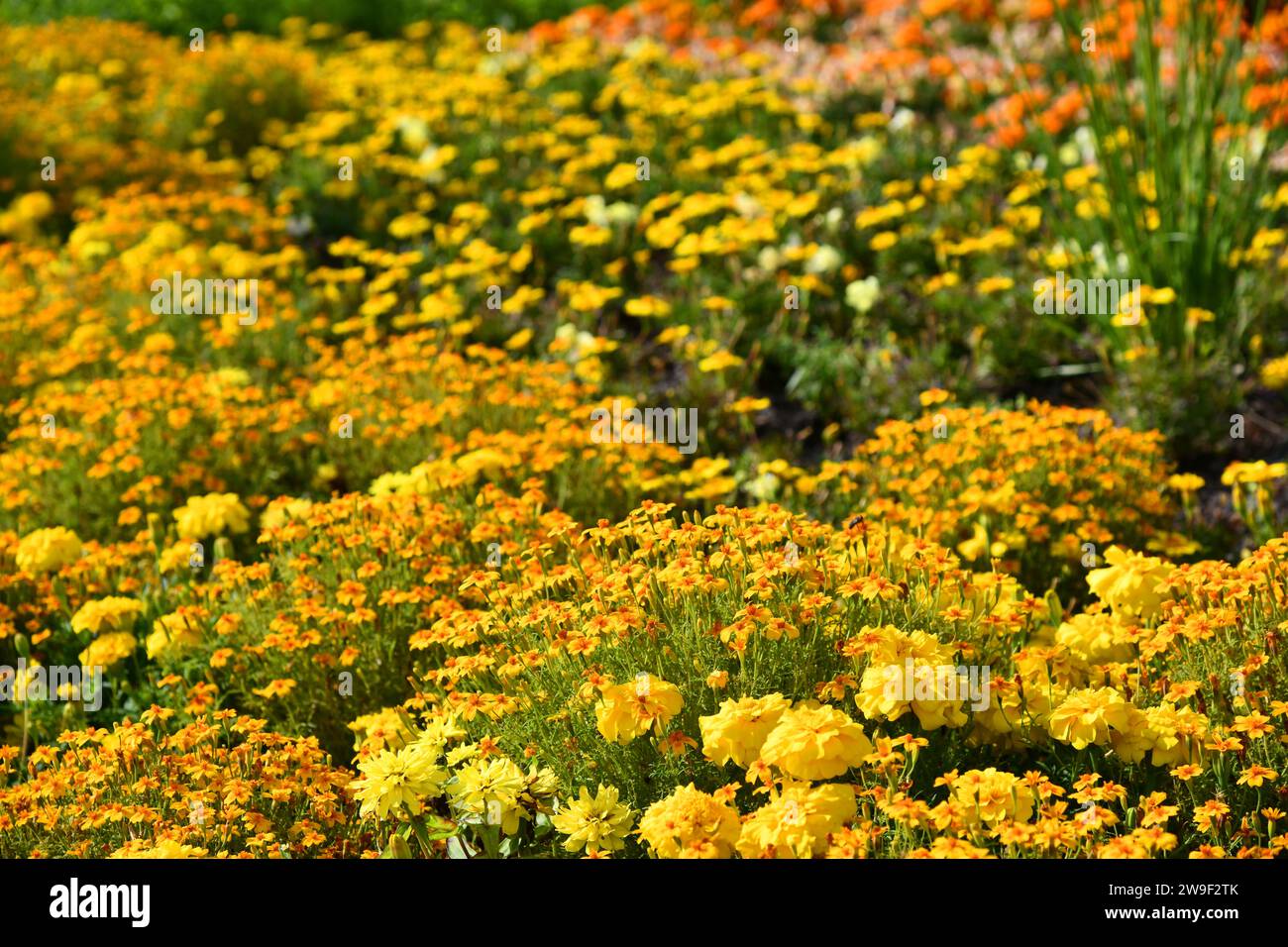 Student flowers in the sunlight Stock Photo - Alamy