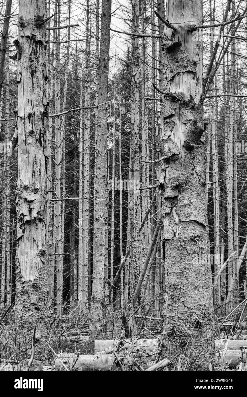 A dead forrest in the middle of the Netherlands. High quality photo ...