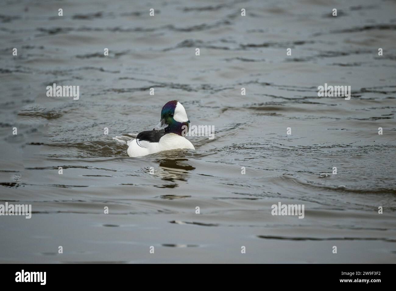 A male bufflehead (Bucephala albeola) duck is swimming at Juanita Bay ...