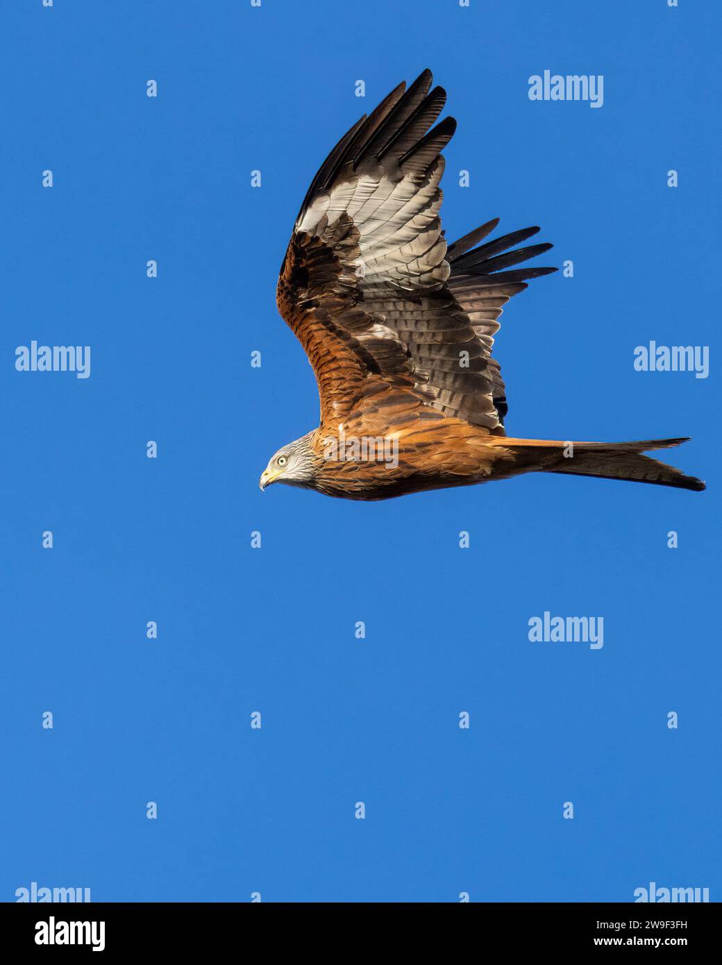 A majestic Kite soaring against the backdrop of a lush landscape of ...