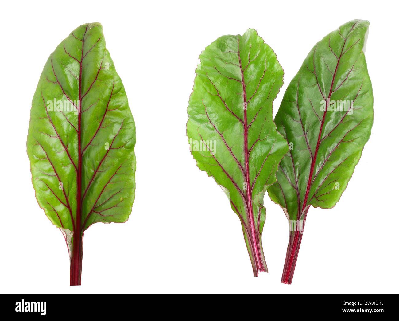 fresh beet leaf isolated on white background Stock Photo - Alamy