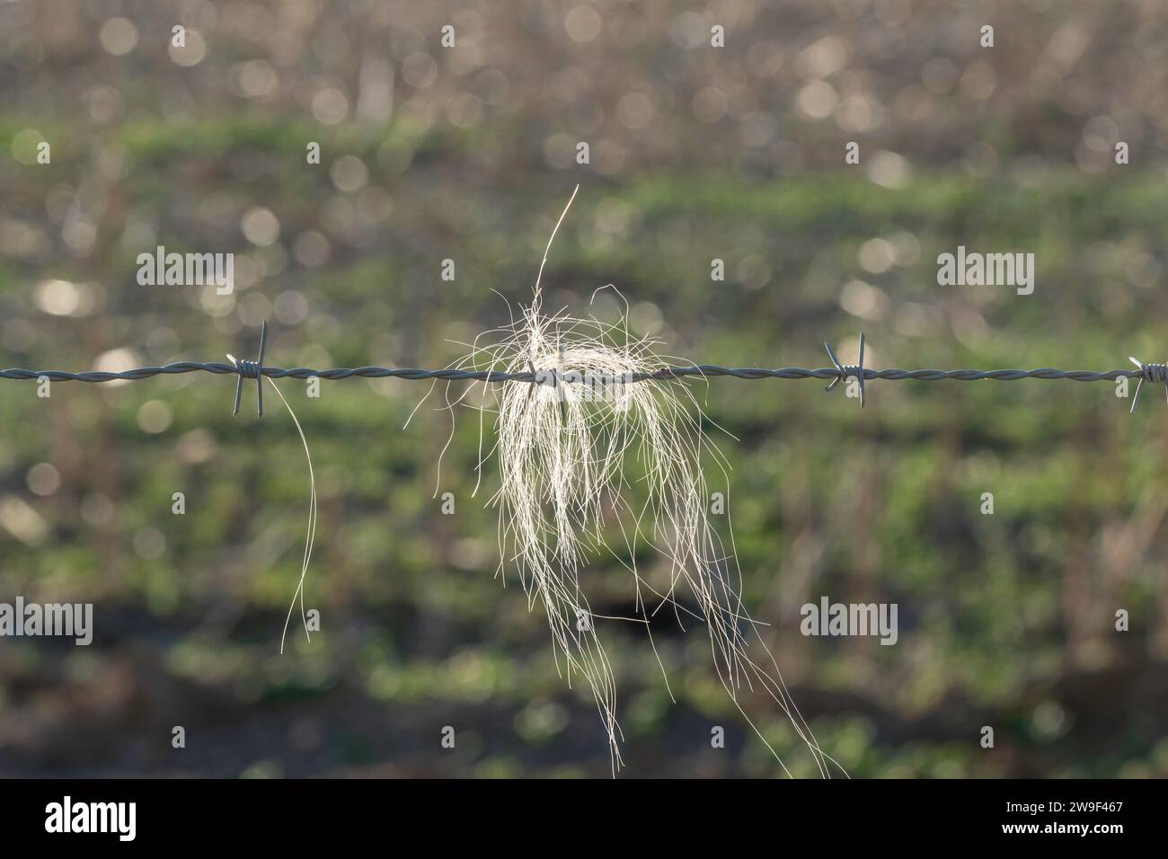 Horse hair on a barbed wire hi-res stock photography and images - Alamy