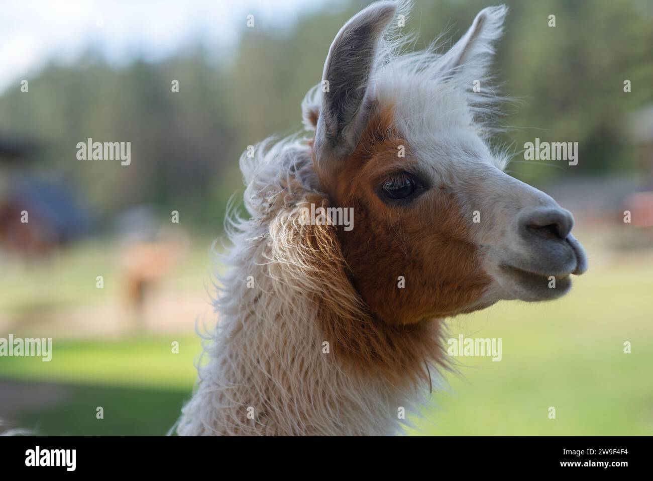 A picture of a white and brown llama standing on a lush green grass ...