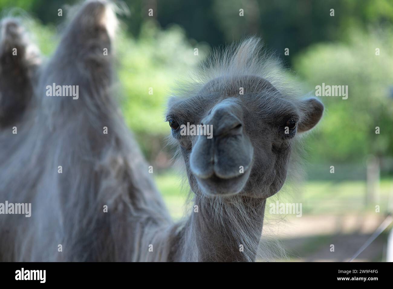 This stock photo shows two camels standing in the shade of a tree Stock ...