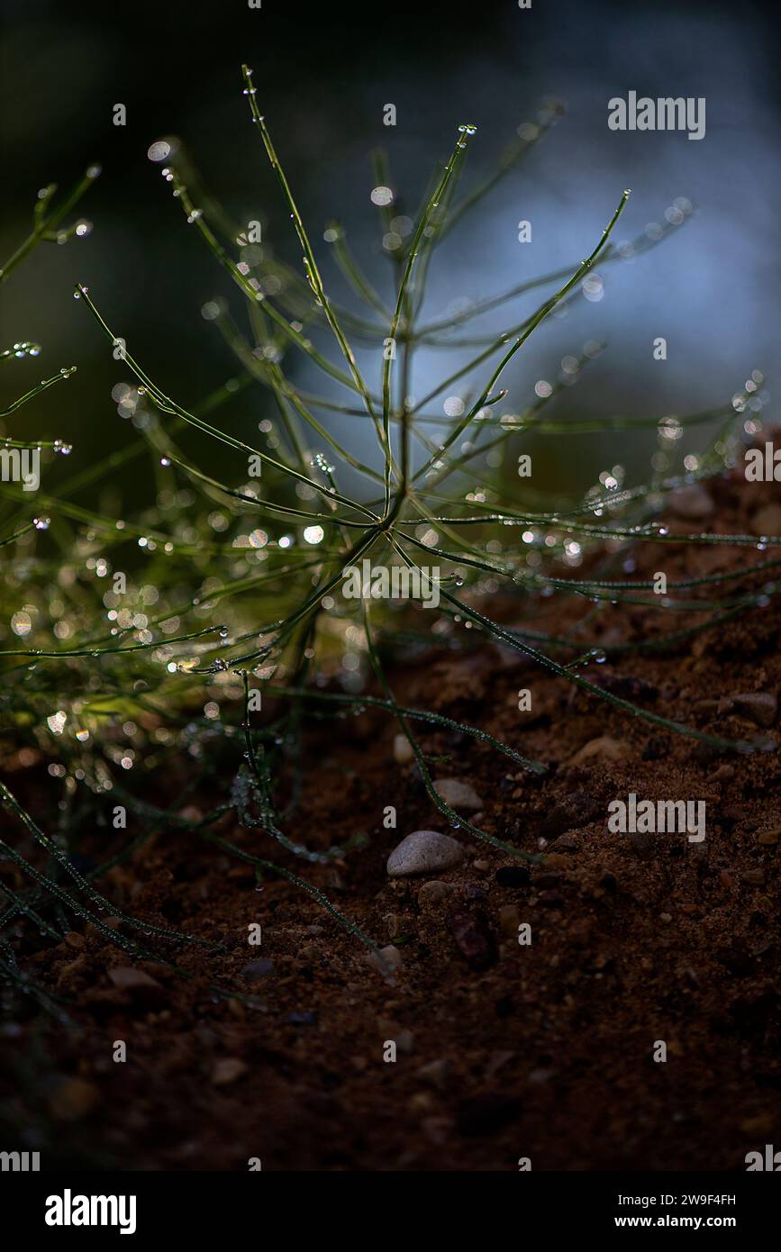 A small green plant growing in a patch of soil surrounded by rain ...