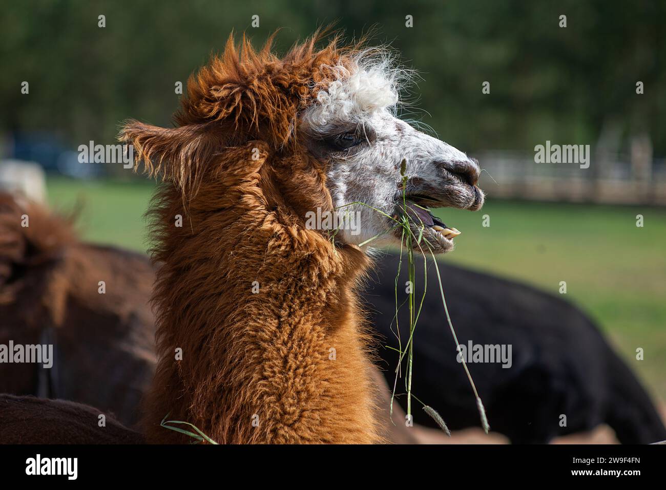 Group of wild animals grazing in an outdoor grassy area Stock Photo - Alamy