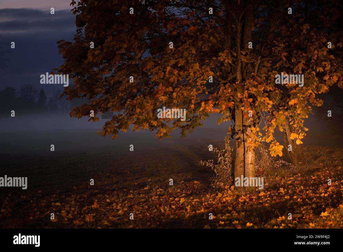 Transitioning hues of green hi-res stock photography and images - Alamy