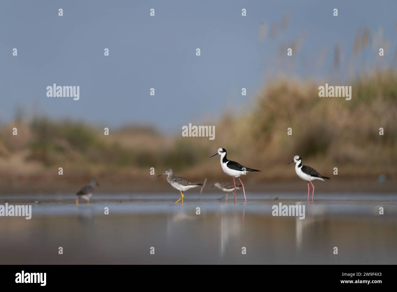 White Backed stilt and lesser yellowlegs on Argentina's coast ...