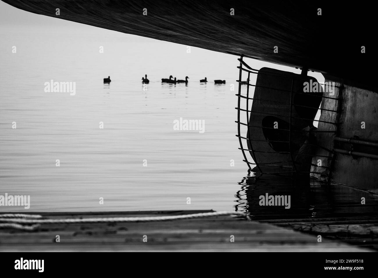 Ducks swimming past the rudder of a beached fishing boat Stock Photo ...