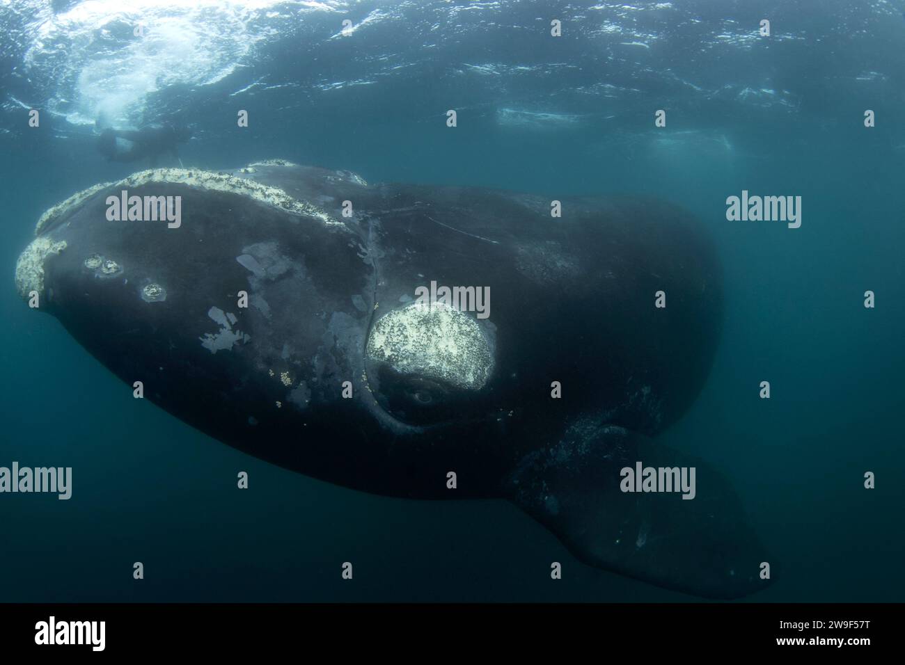 Southern right whale near the surface in Argentina. Right whale around ...