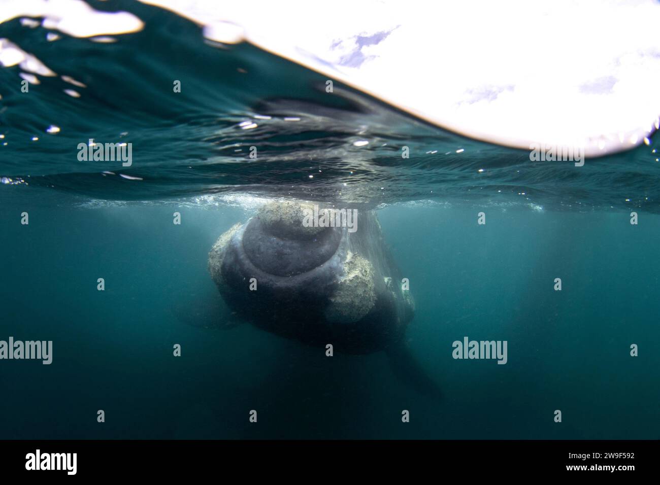 Southern right whale near the surface in Argentina. Right whale around ...