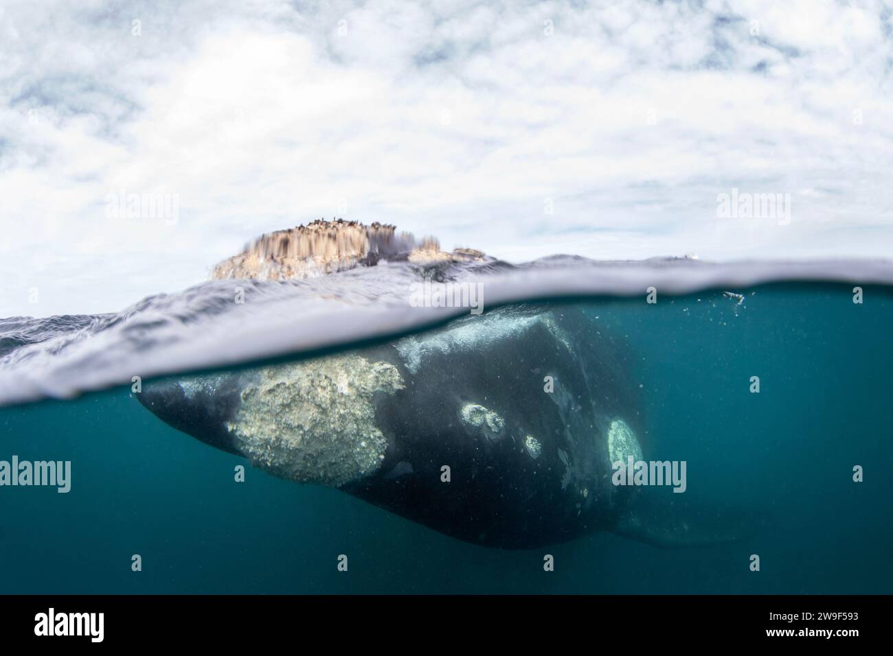 Southern right whale near the surface in Argentina. Right whale around ...