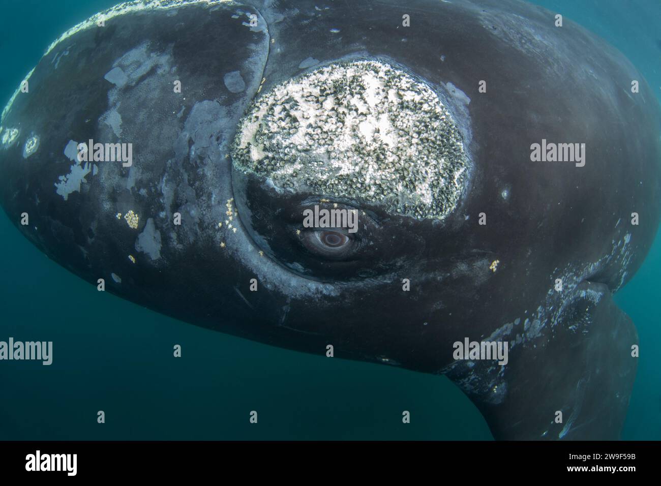 Southern right whale near the surface in Argentina. Right whale around ...