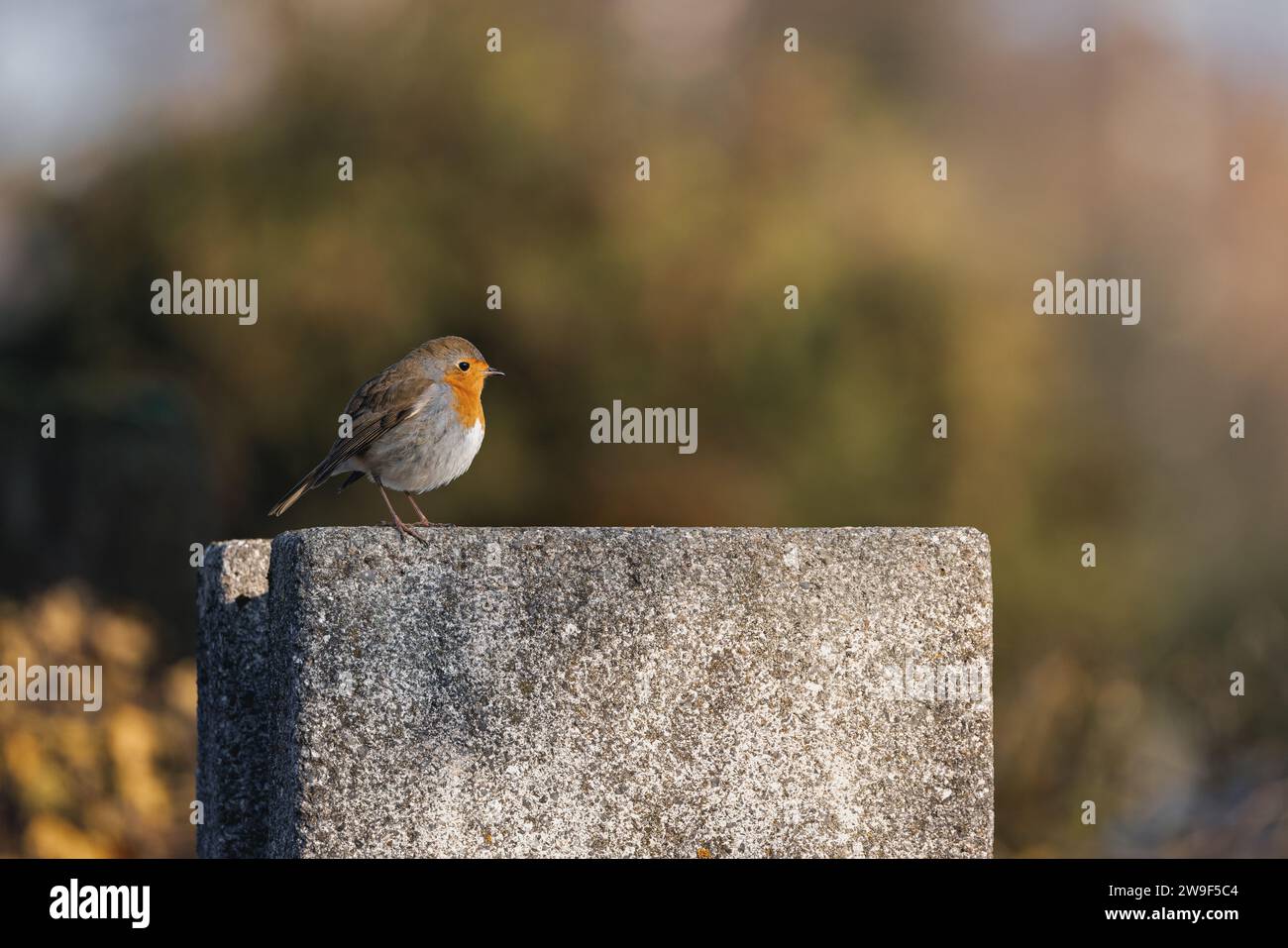 A robin perched on the side of a grey stone wall, looking out into the ...