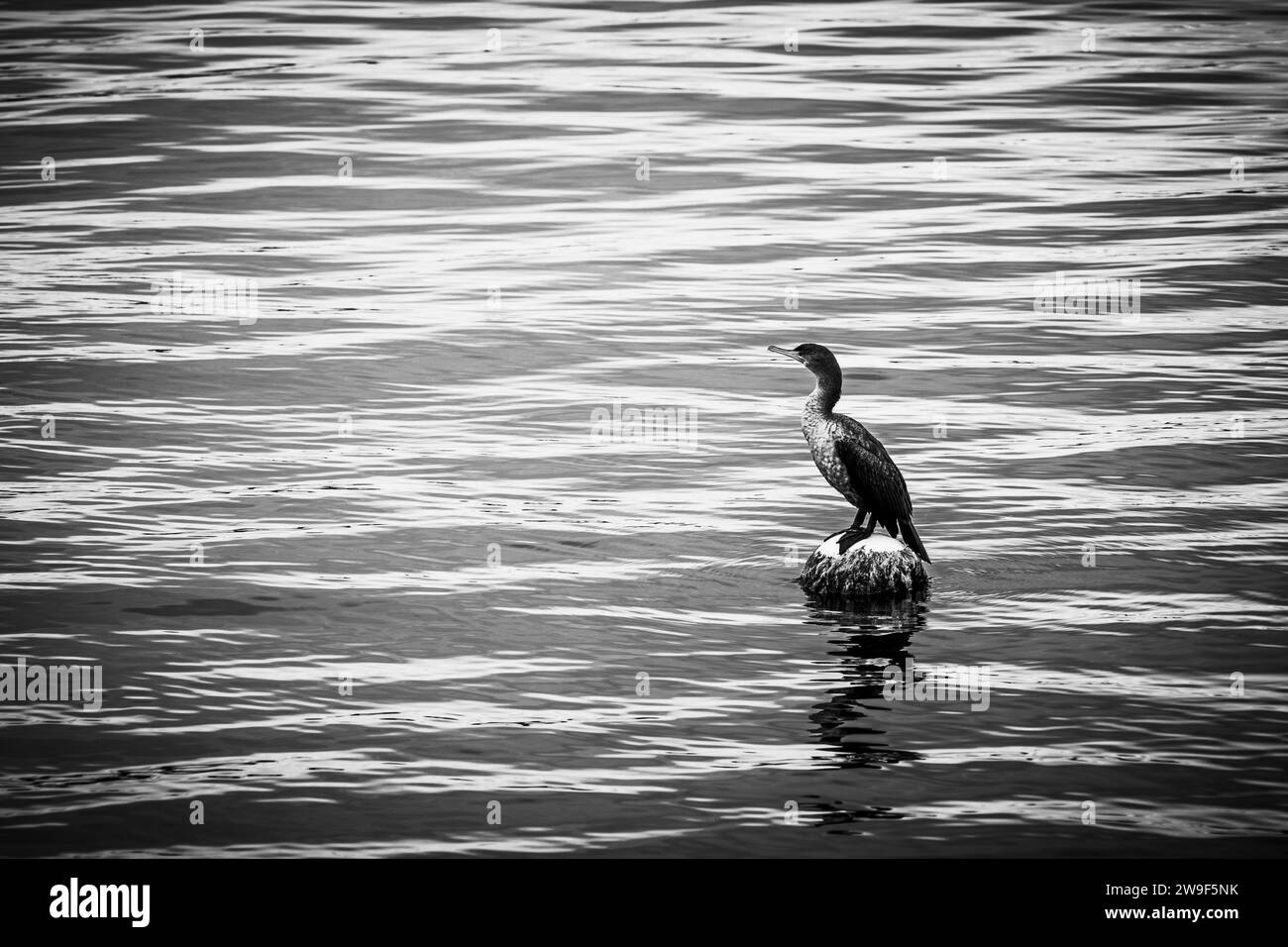 Floating water waves Black and White Stock Photos & Images - Alamy