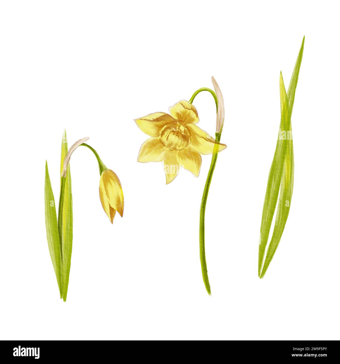 Watercolor hand drawn yellow narcissus. Spring set flowers. Botanical ...