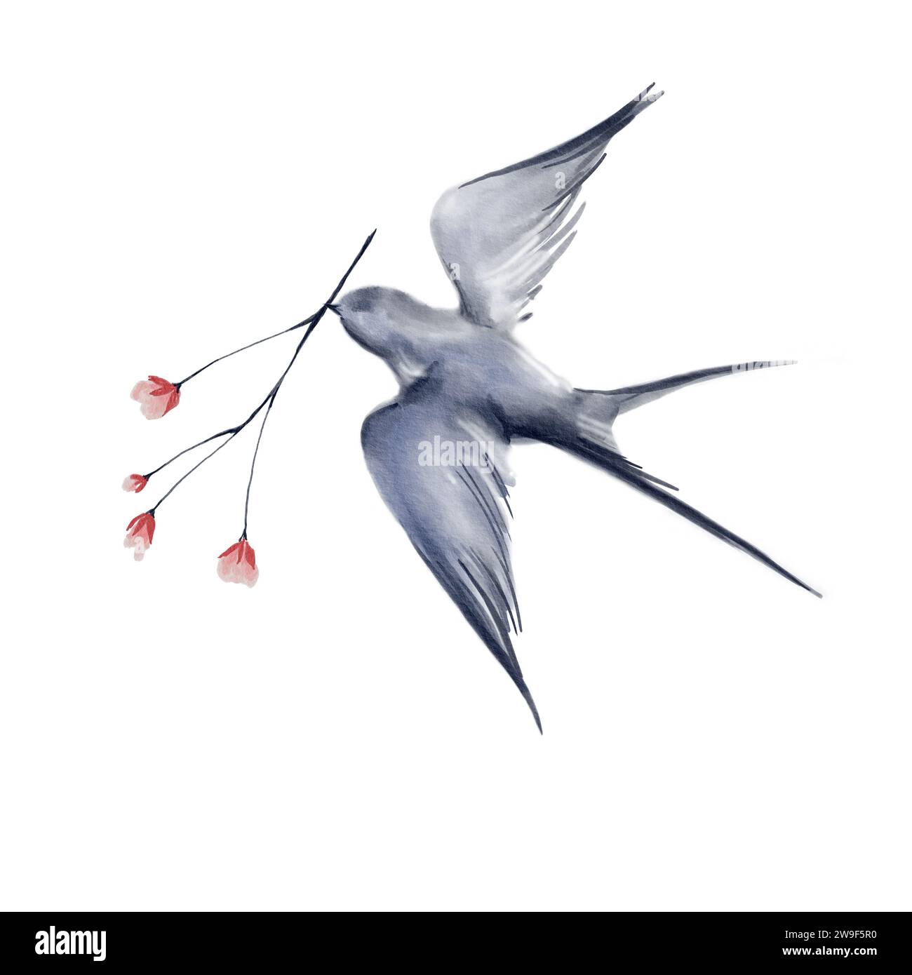 Swallow bird flying isolated on white background with gypsophila brunch ...