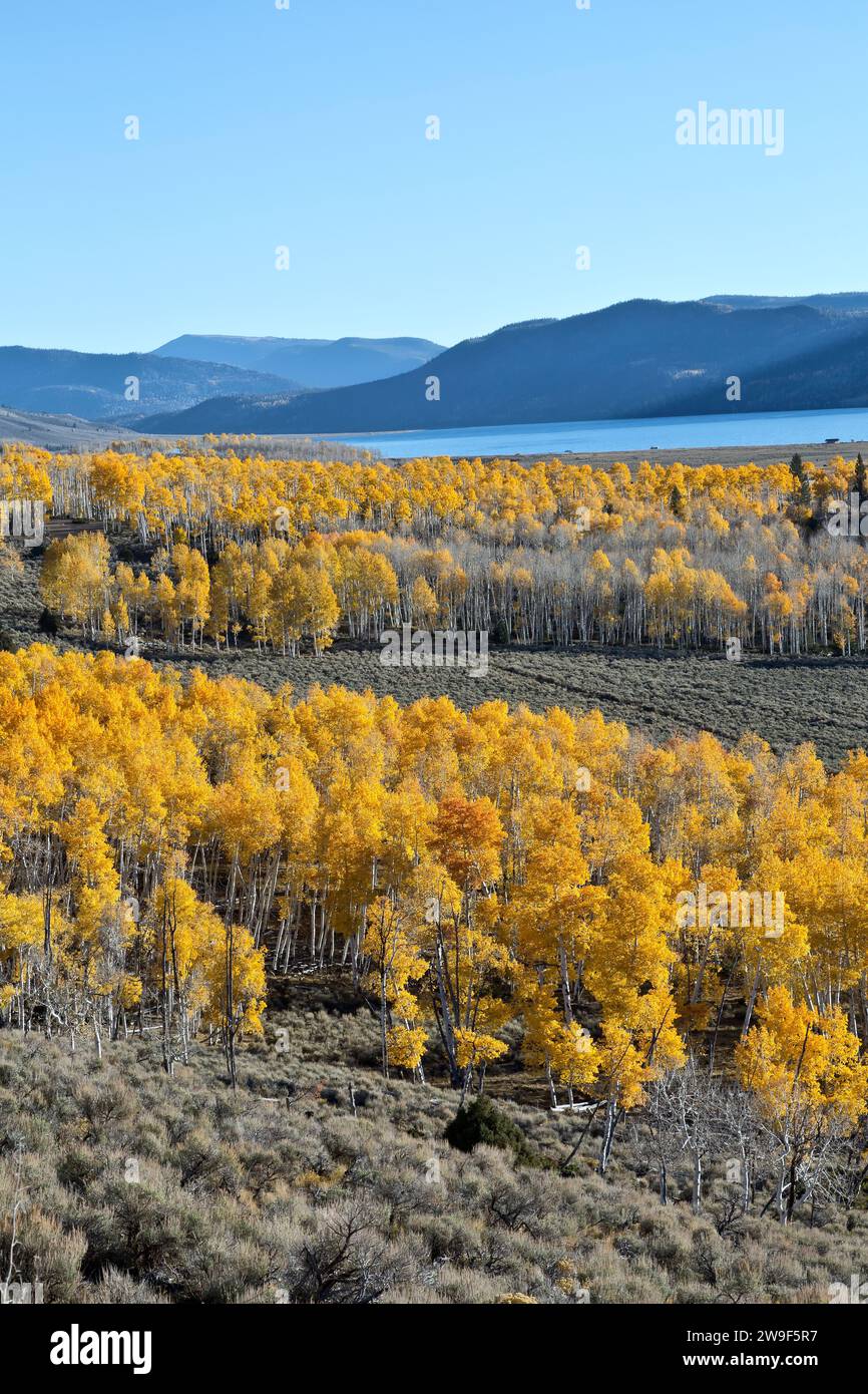 Pando quaking aspen hi-res stock photography and images - Alamy